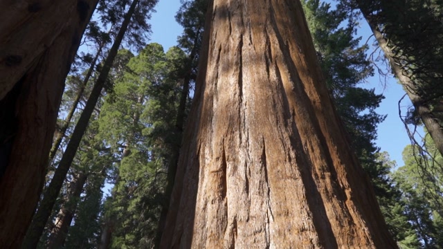 Giant Sensitive Tree Stock Footage: Royalty-Free Video Clips - Storyblocks
