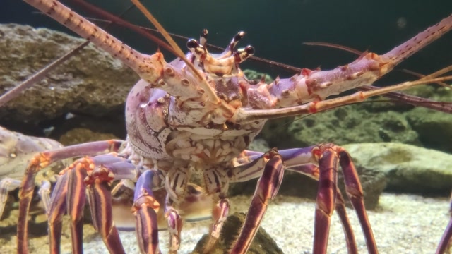 Crabs Underwater Stock Footage: Royalty-Free Video Clips - Storyblocks