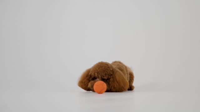 Silly Background Stock Footage: Royalty-Free Video Clips - Storyblocks