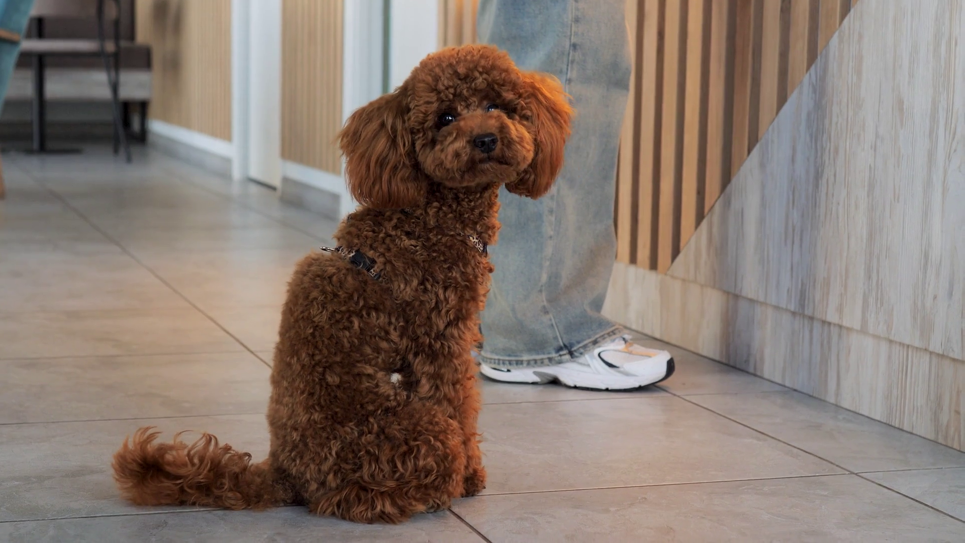 An Adorable Dog Patiently Waiting At Stock Footage SBV-352239294 ...