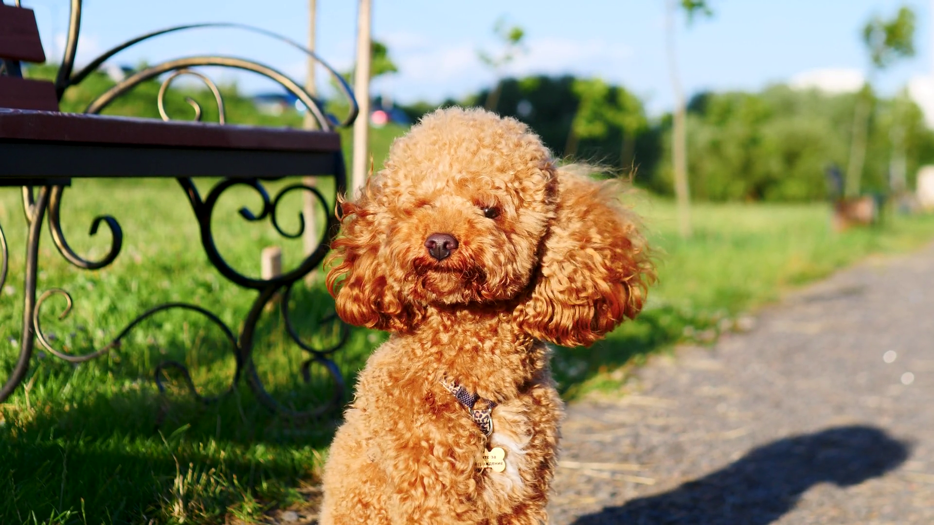 An Adorable Cute Poodle Poses Joyfully In Stock Footage SBV-352389717 ...