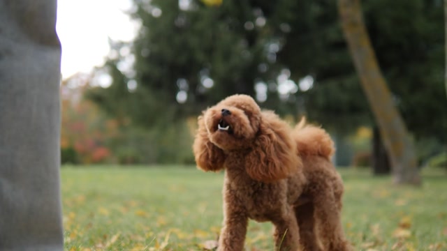 Lively Pet Stock Footage: Royalty-Free Video Clips - Storyblocks