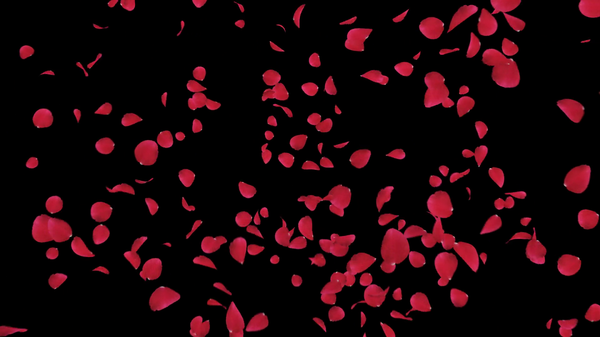 Red Rose Petals Burst Softly In Romantic Stock Motion Graphics SBV ...