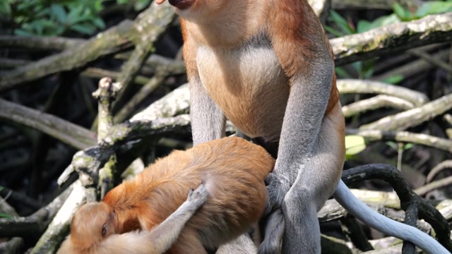 Monkey Mating Stock Footage: Royalty-Free Video Clips - Storyblocks