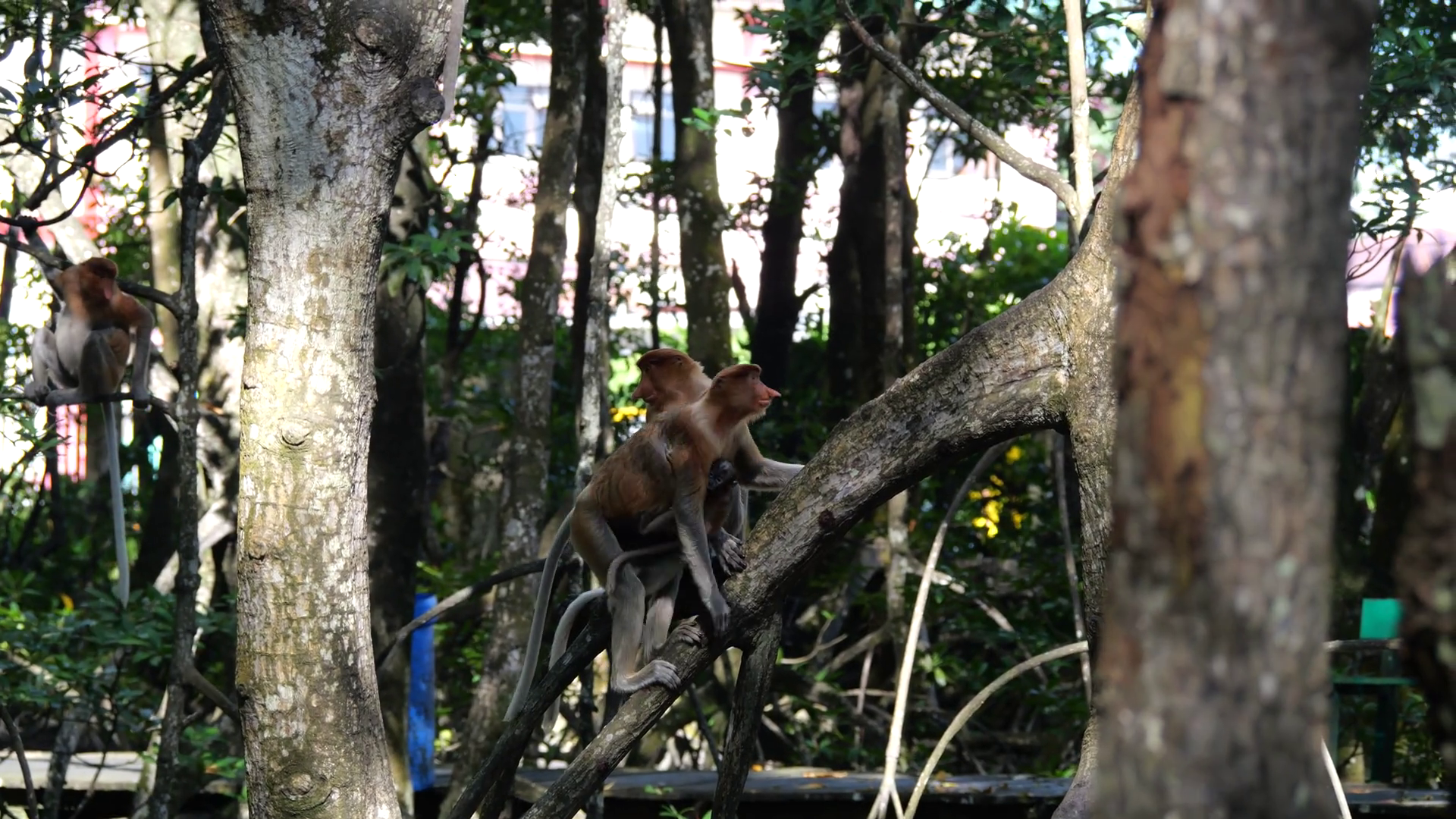 Proboscis Monkey In Borneo Rainforest Tarakan Stock Footage SBV ...