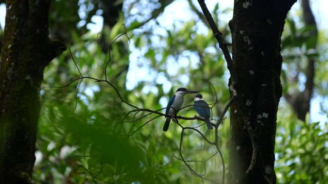 Mangrove Forest Birds Stock Footage: Royalty-Free Video Clips - Storyblocks