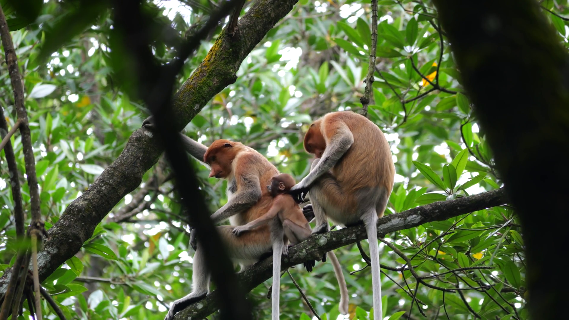 Female Proboscis Monkey (nasalis Larvatus) Stock Footage SBV-351847005 ...