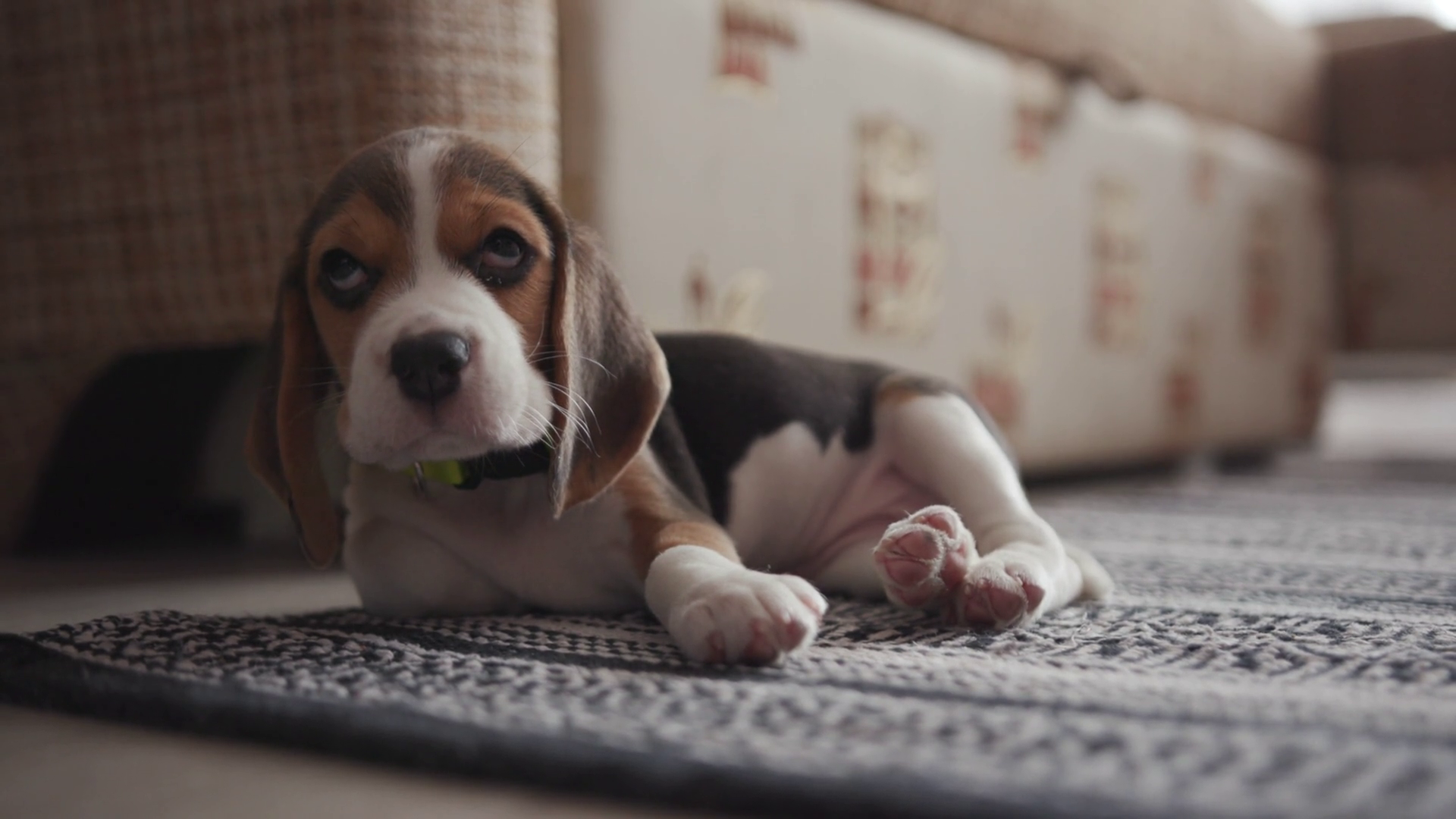 Tired Small Sweet Beagle Puppy Lying Down Stock Footage SBV-352150208 ...