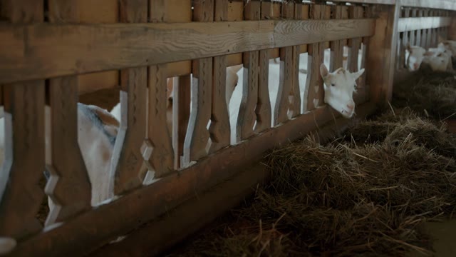 Animal Farm House Stock Footage: Royalty-Free Video Clips - Storyblocks