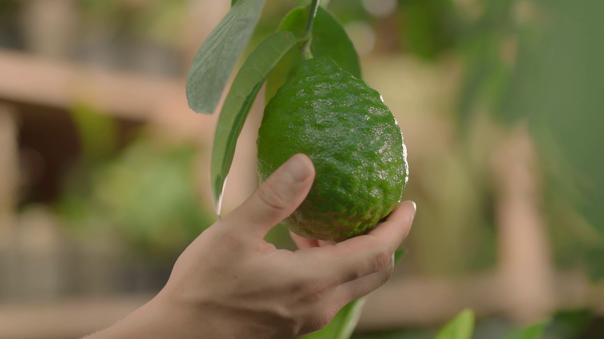 Lemon Tree Organic Farming Male Hand Of Stock Footage SBV-352159311 ...