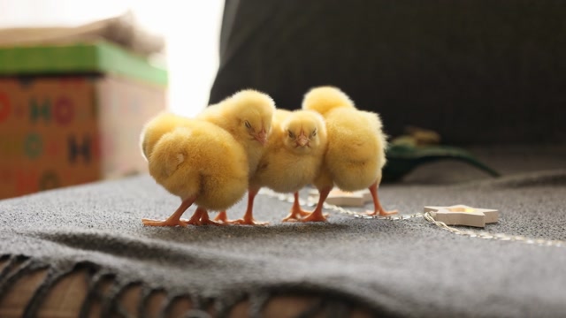 Feathered | Animals stock footage - Storyblocks