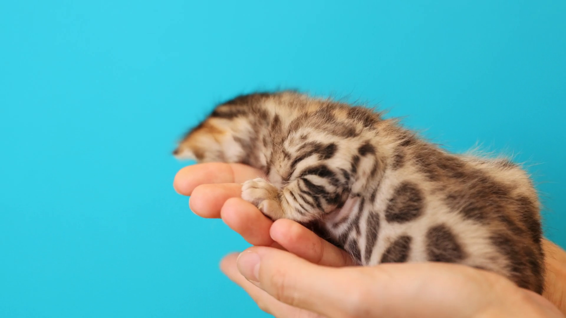 Back View Of Toyger Kitten In Female Hands Stock Footage SBV-352193322 ...