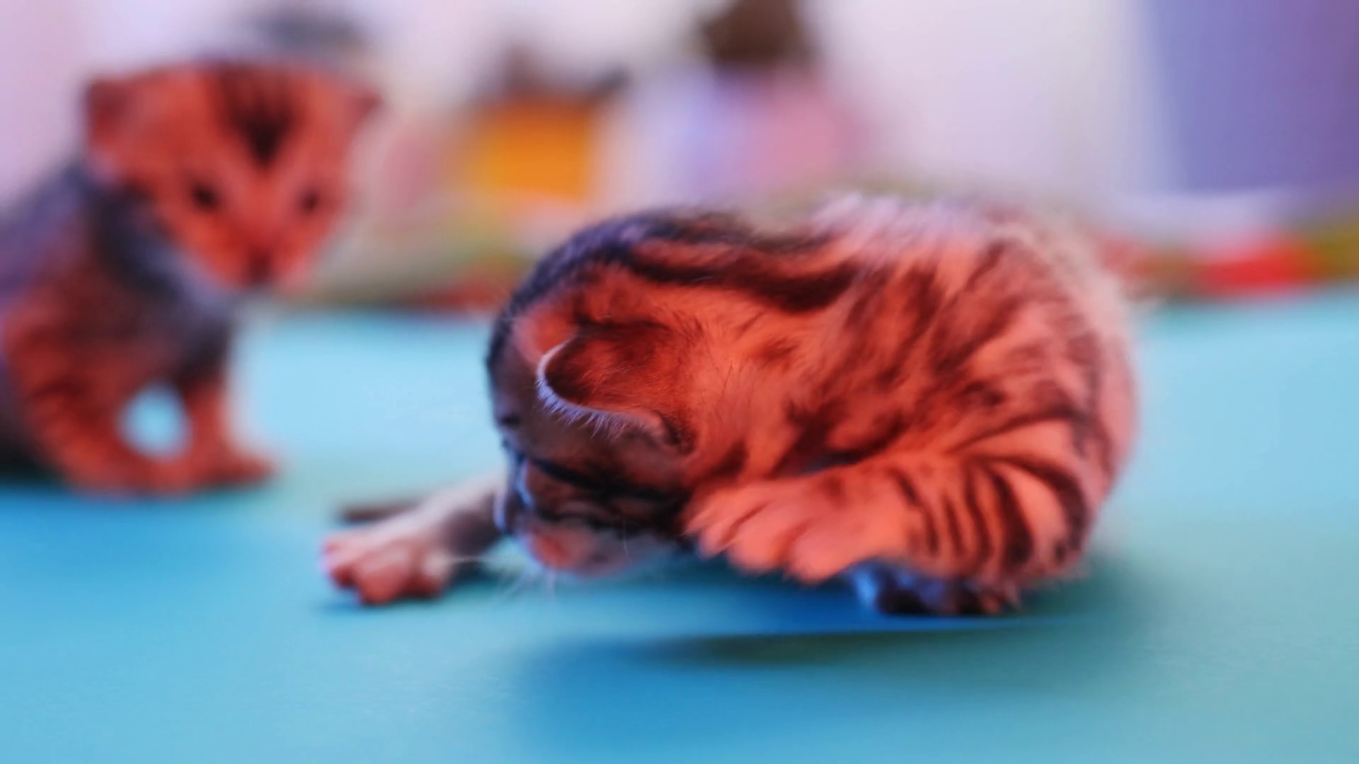 Adorable Newborn Kittens Happily Exploring Stock Footage SBV-352129367 ...