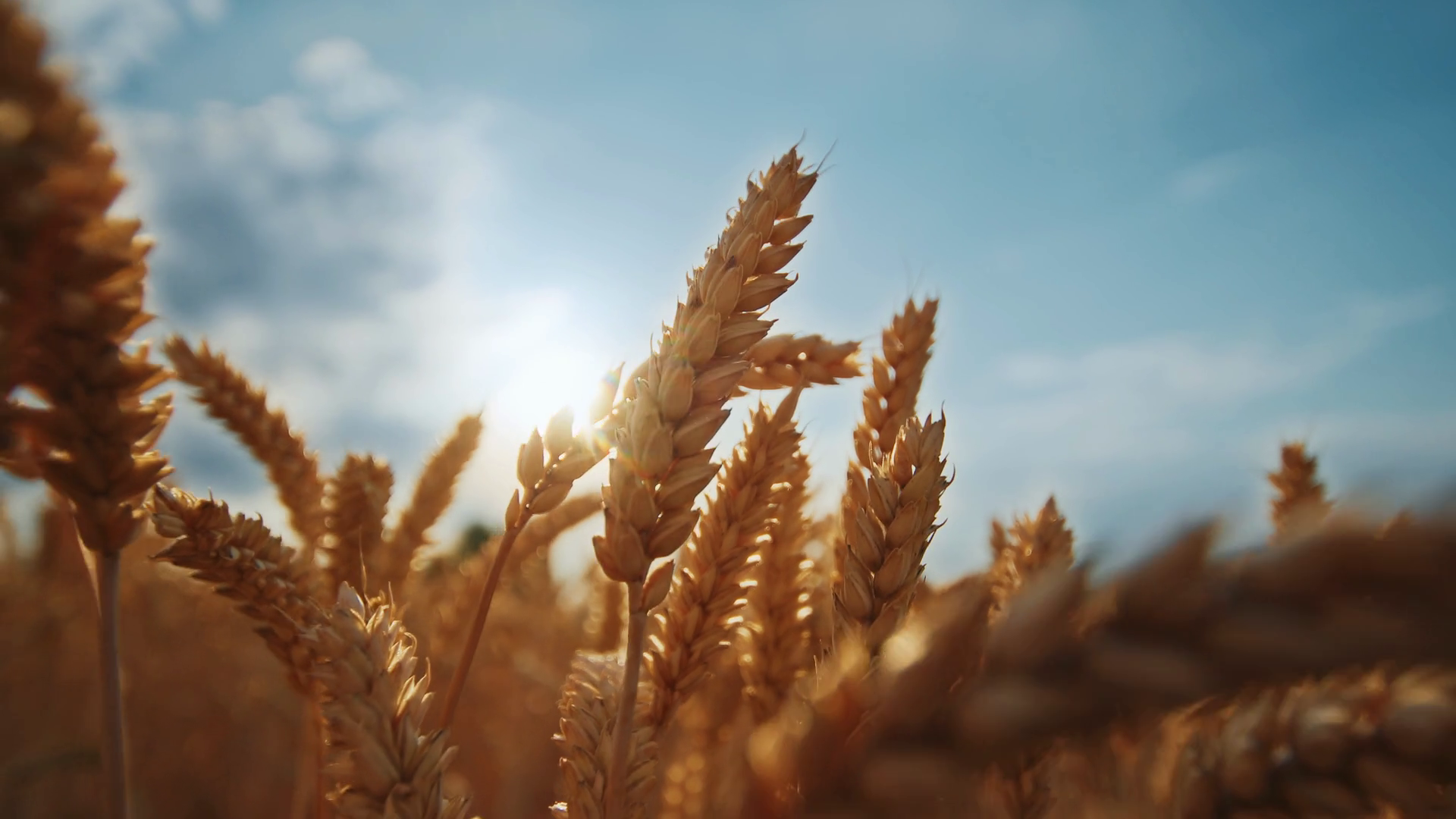 Shot Of Dry Wheat Field Agriculture Stock Footage SBV-352219818 ...