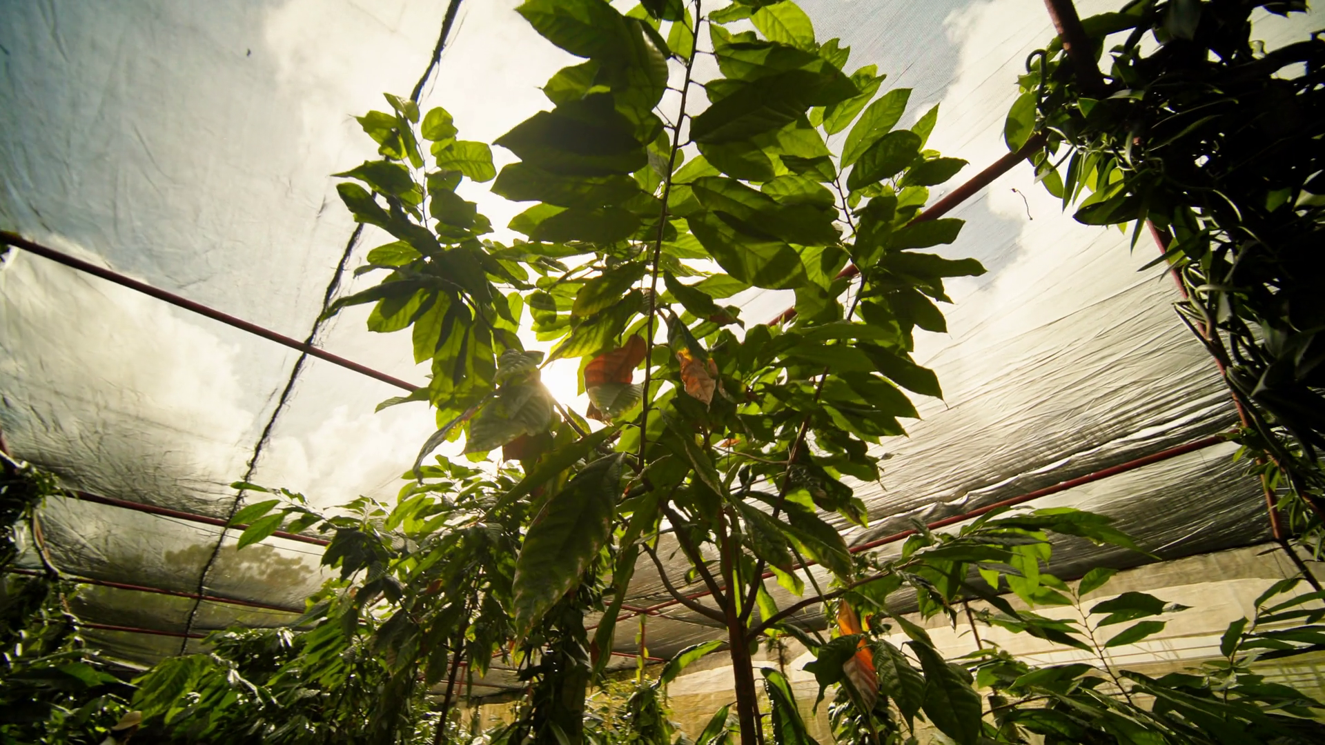 Lush Vibrant Greenery Inside Beautiful Stock Footage SBV-352379714 ...