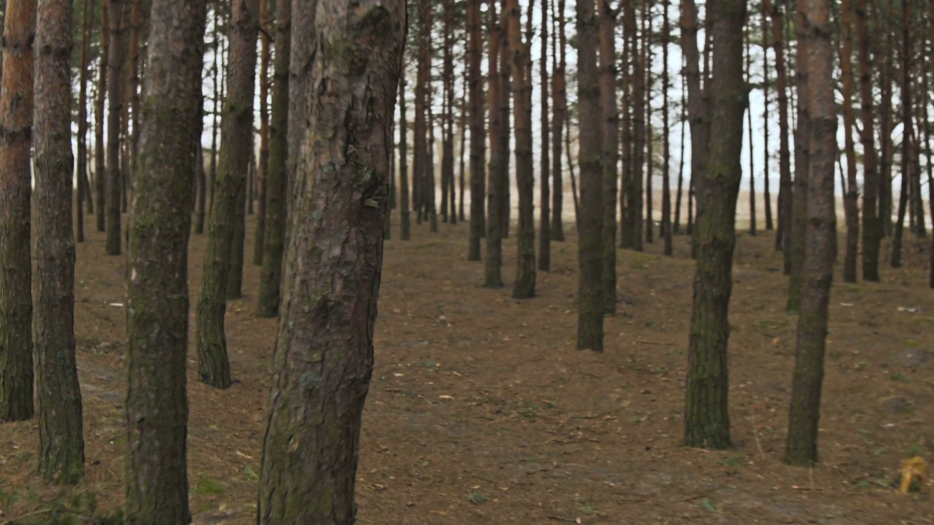 Running Through Woods In First Person Stock Footage SBV-309219905 ...
