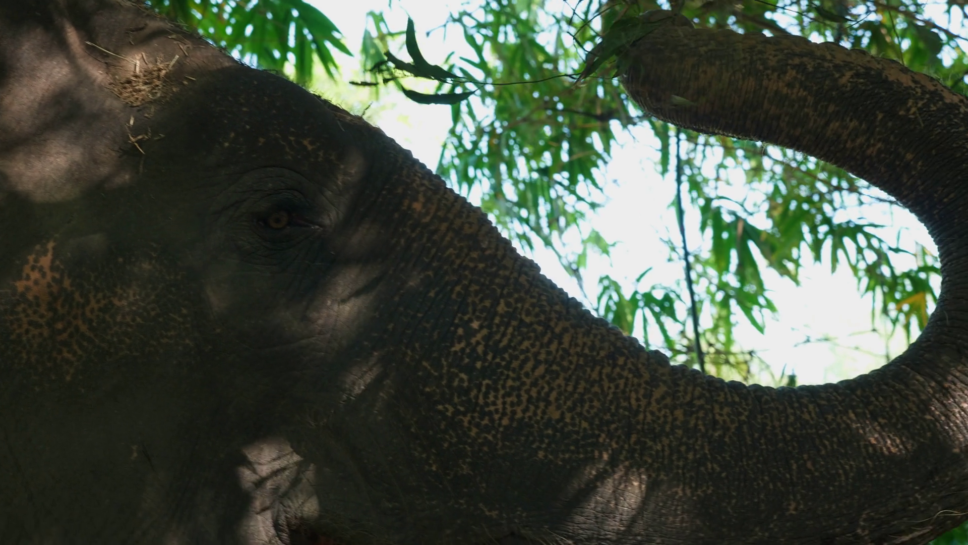 Huge Grey Elephant In Conservation Park In Stock Footage SBV-351940149 ...