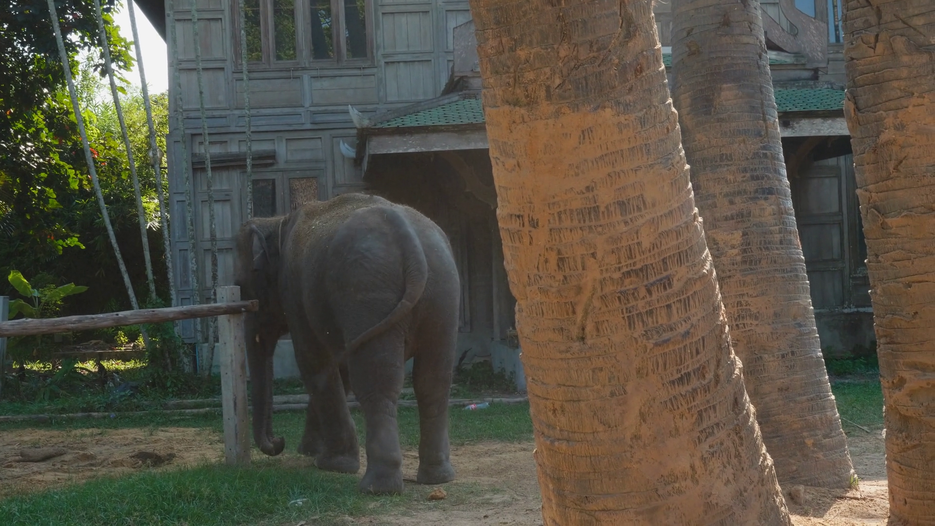 Elephant Enjoying Moment In Wildlife Stock Footage SBV-351940562 ...