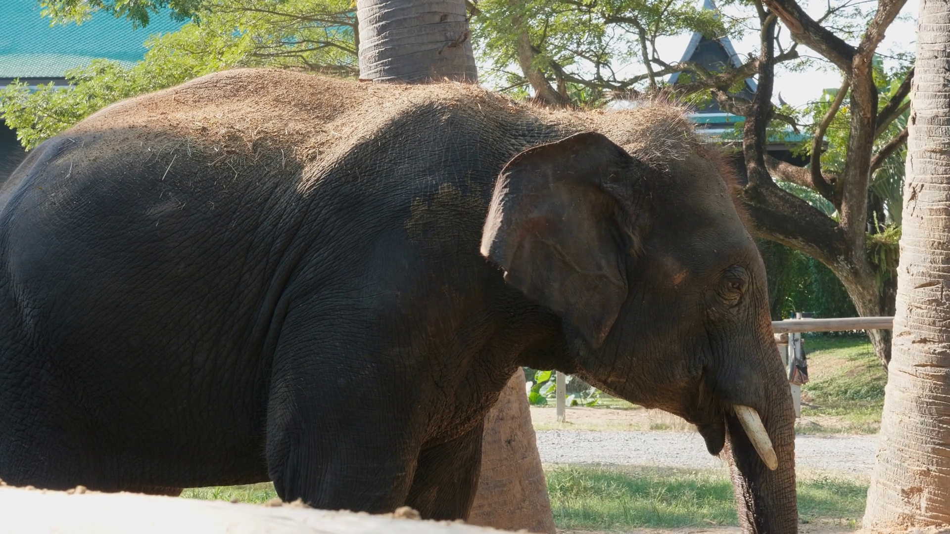 Large Asian Elephant In Conservation Park In Stock Footage SBV ...