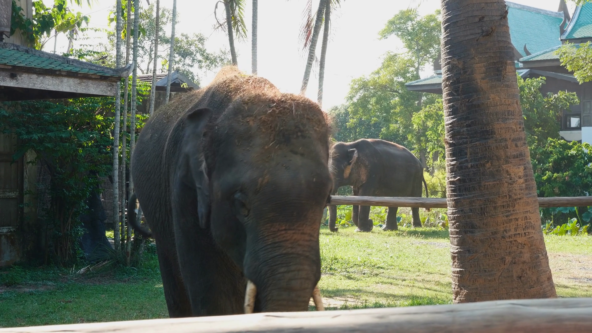 Playful Majestic Elephant In Habitat Stock Footage SBV-351949974 ...