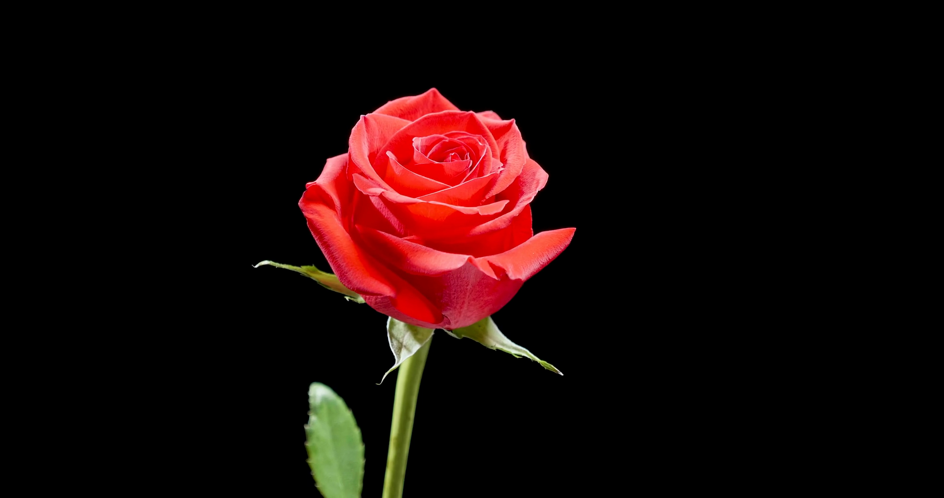 Beautiful Bloomed Red Rose Slowly Spins Over Stock Footage SBV ...