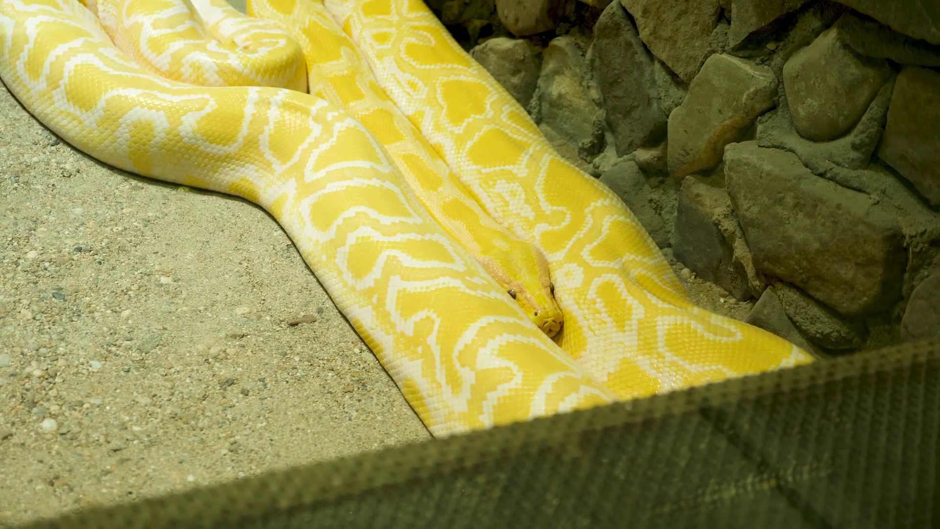 Big Yellow White Pythom In Terrarium At Zoo Stock Footage SBV-324399827 ...