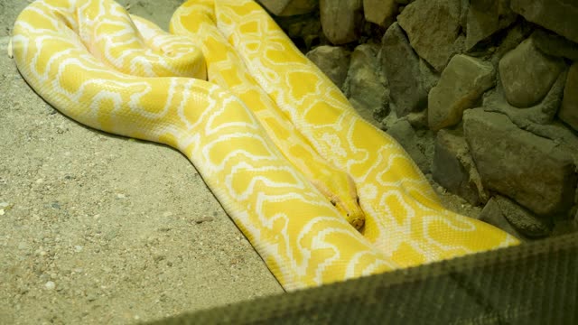 Albino Python Stock Footage: Royalty-Free Video Clips - Storyblocks