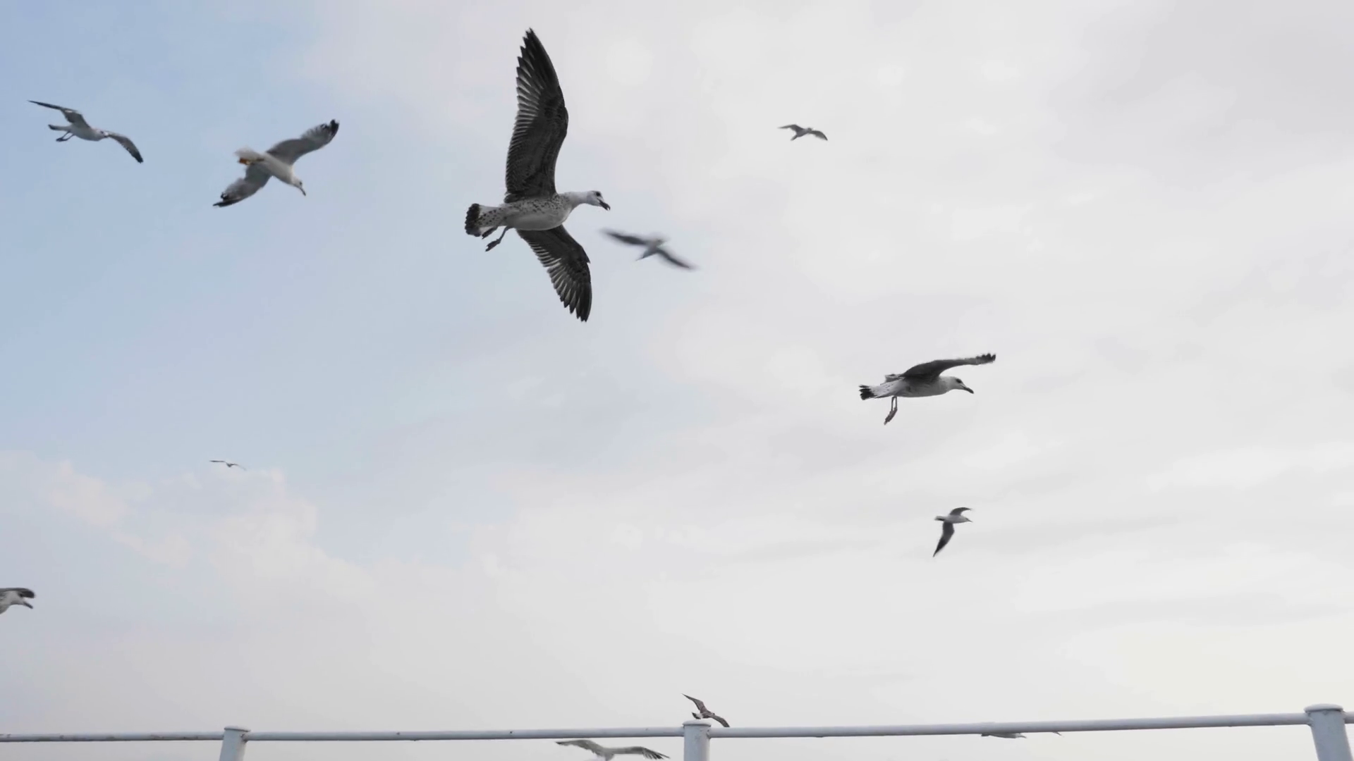 Flock Of Seagulls Flying On Top Of Ferry Stock Footage SBV-337834744 ...