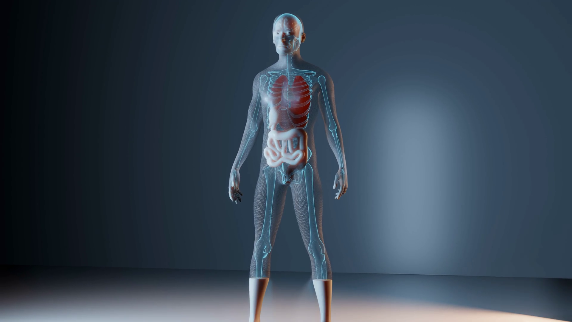 Internal Organs Anatomy On Blue Background Stock Motion Graphics SBV ...