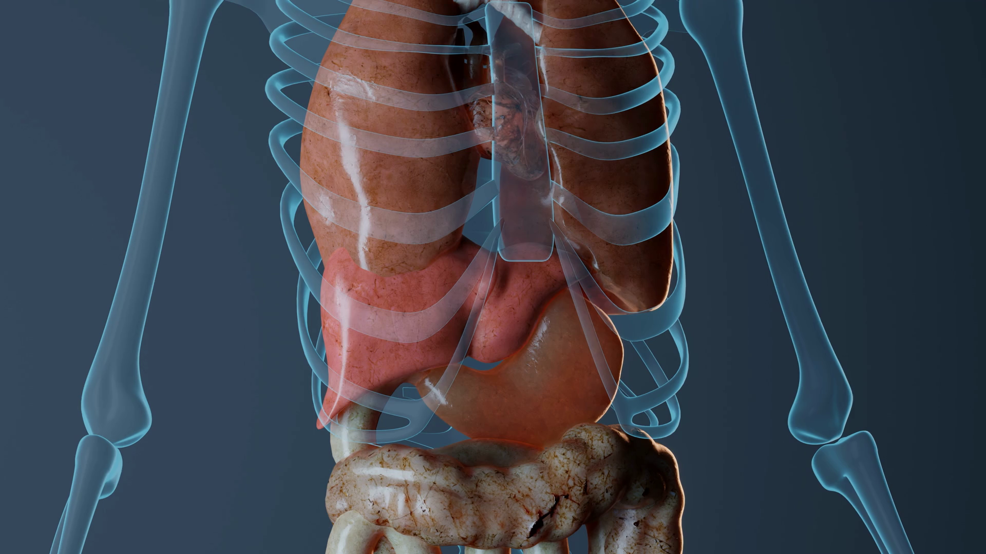 Kidney Anatomy In Male Body Stock Motion Graphics SBV-338430844 ...