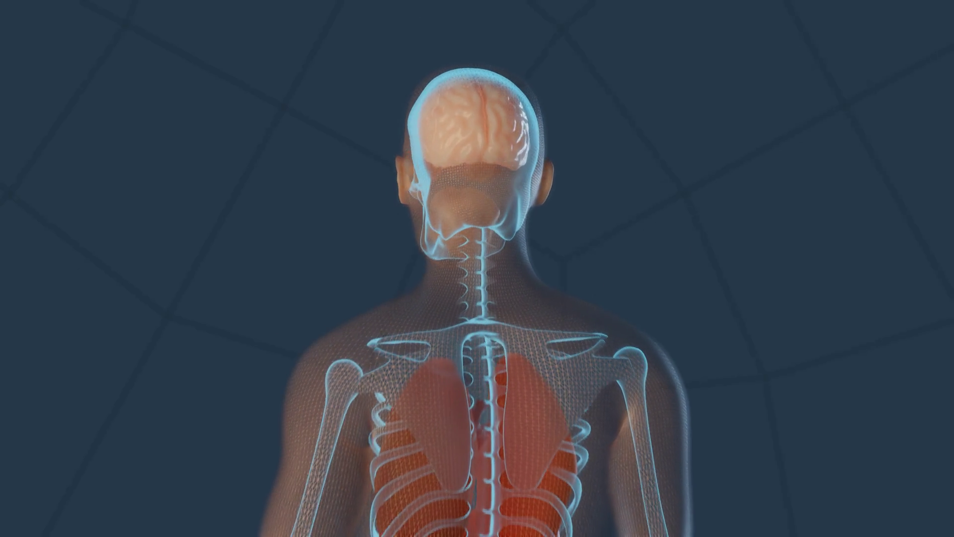 Male Human Anatomy Representation With Stock Motion Graphics SBV ...