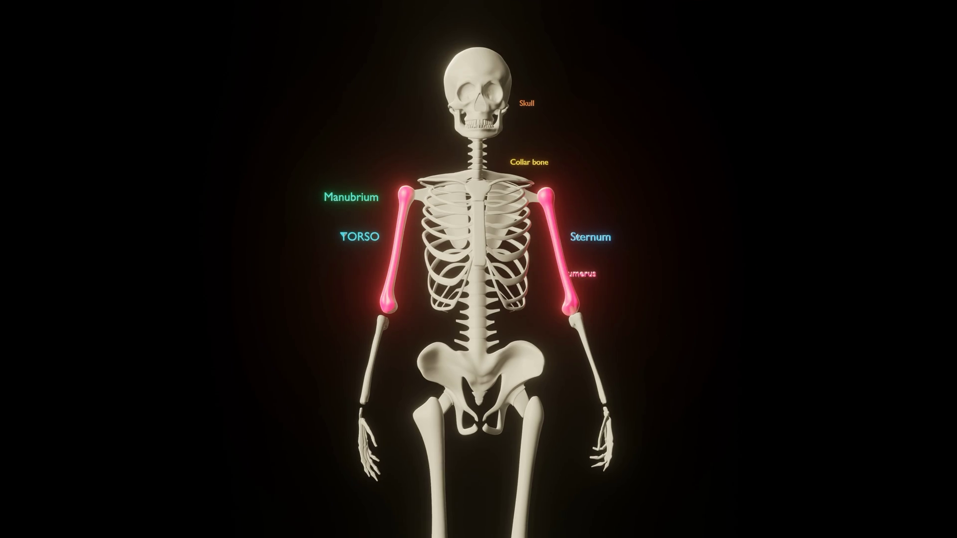 Zoom Out Of Medical Skeleton With Bones Stock Motion Graphics SBV ...