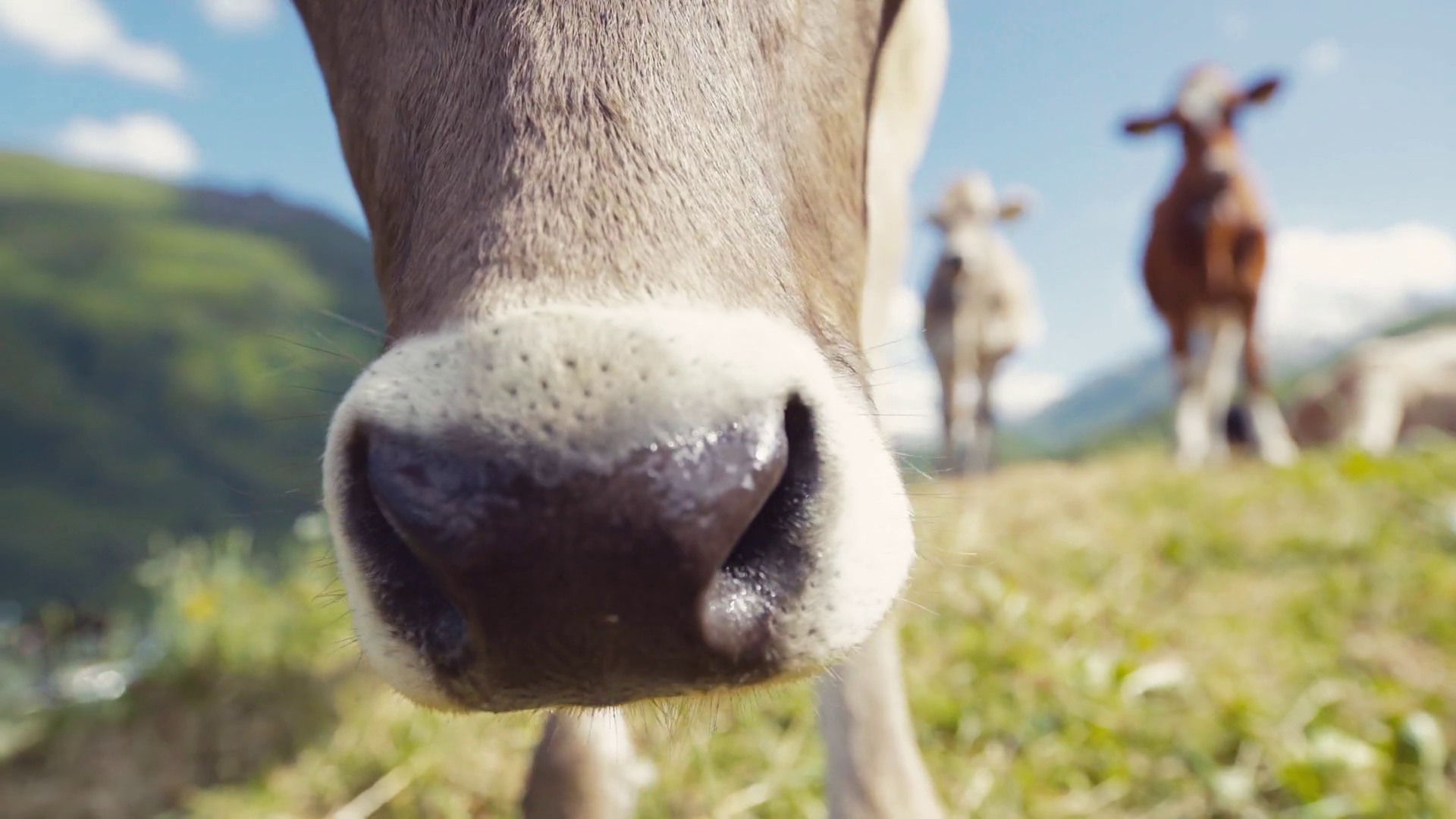 An Alpine Cow Is Smelling Camera Turns To Stock Footage SBV-309363637 ...