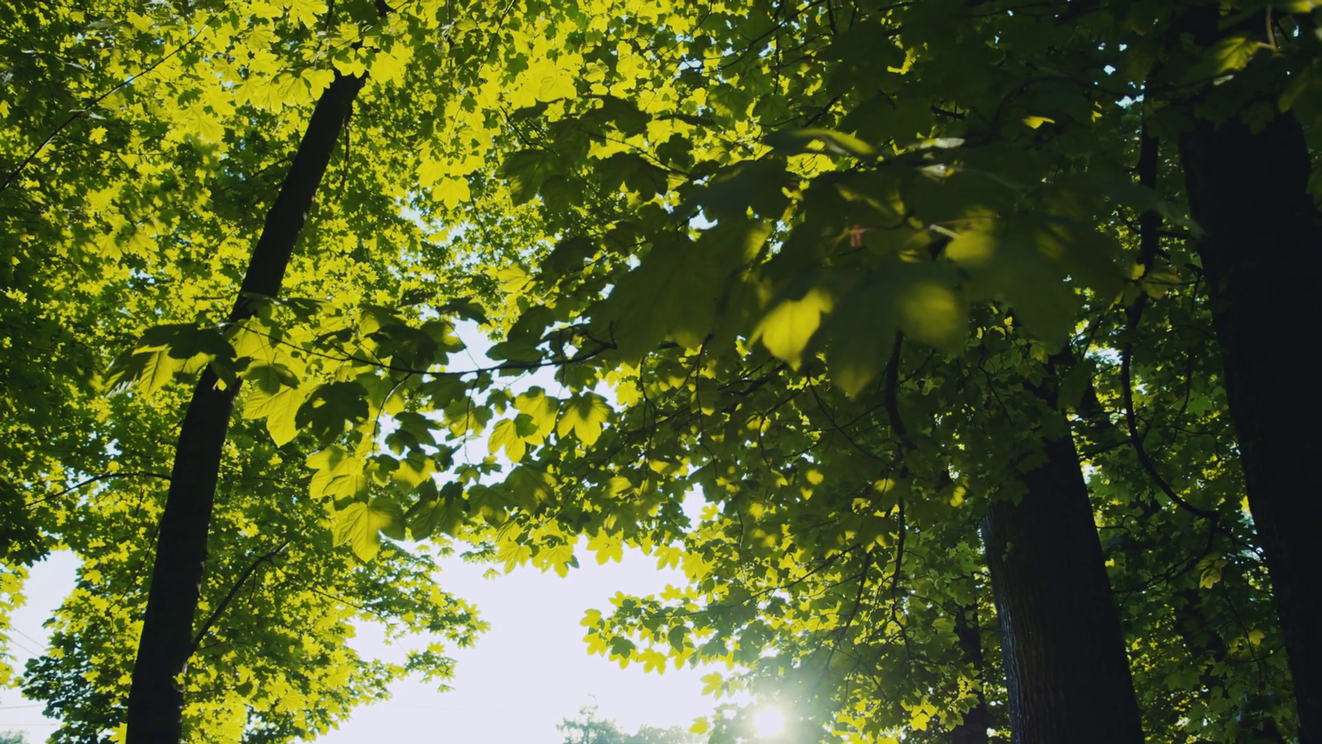 Sunset Rays Through Trees Morning Forest Stock Footage SBV-324213461 ...