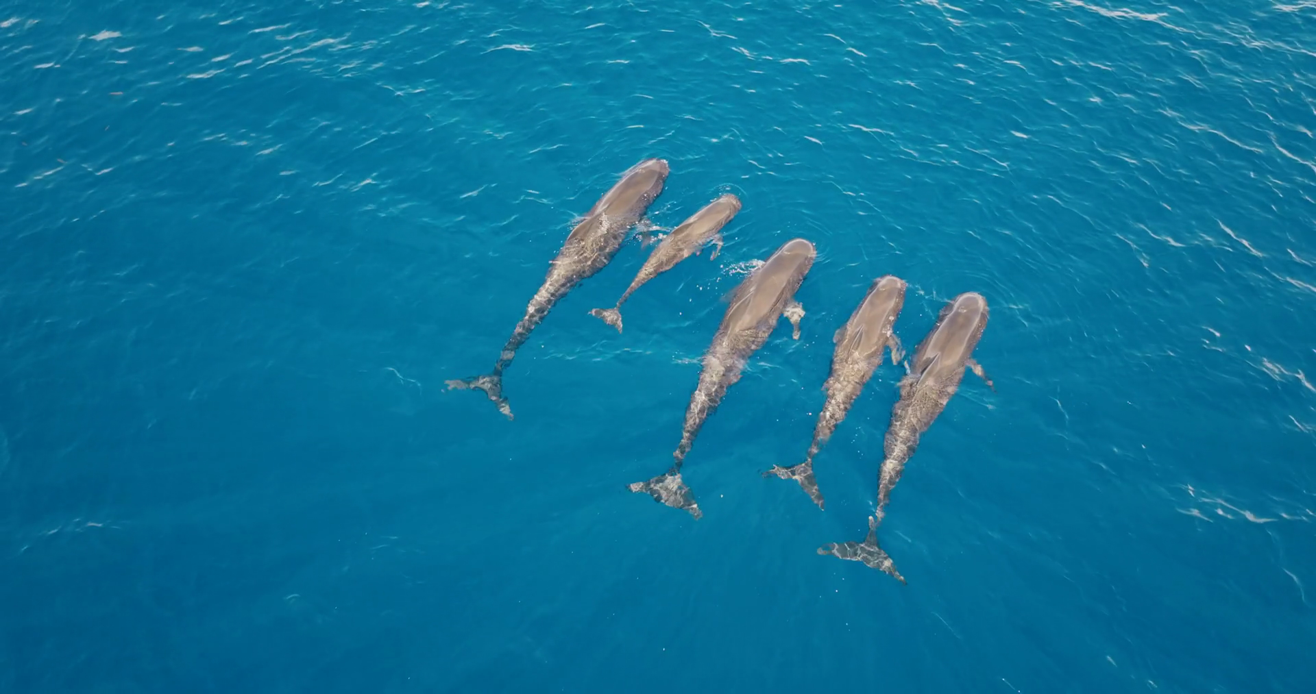 Aerial Drone View Of Family Of Pilot Whales Stock Footage SBV-352241685 ...