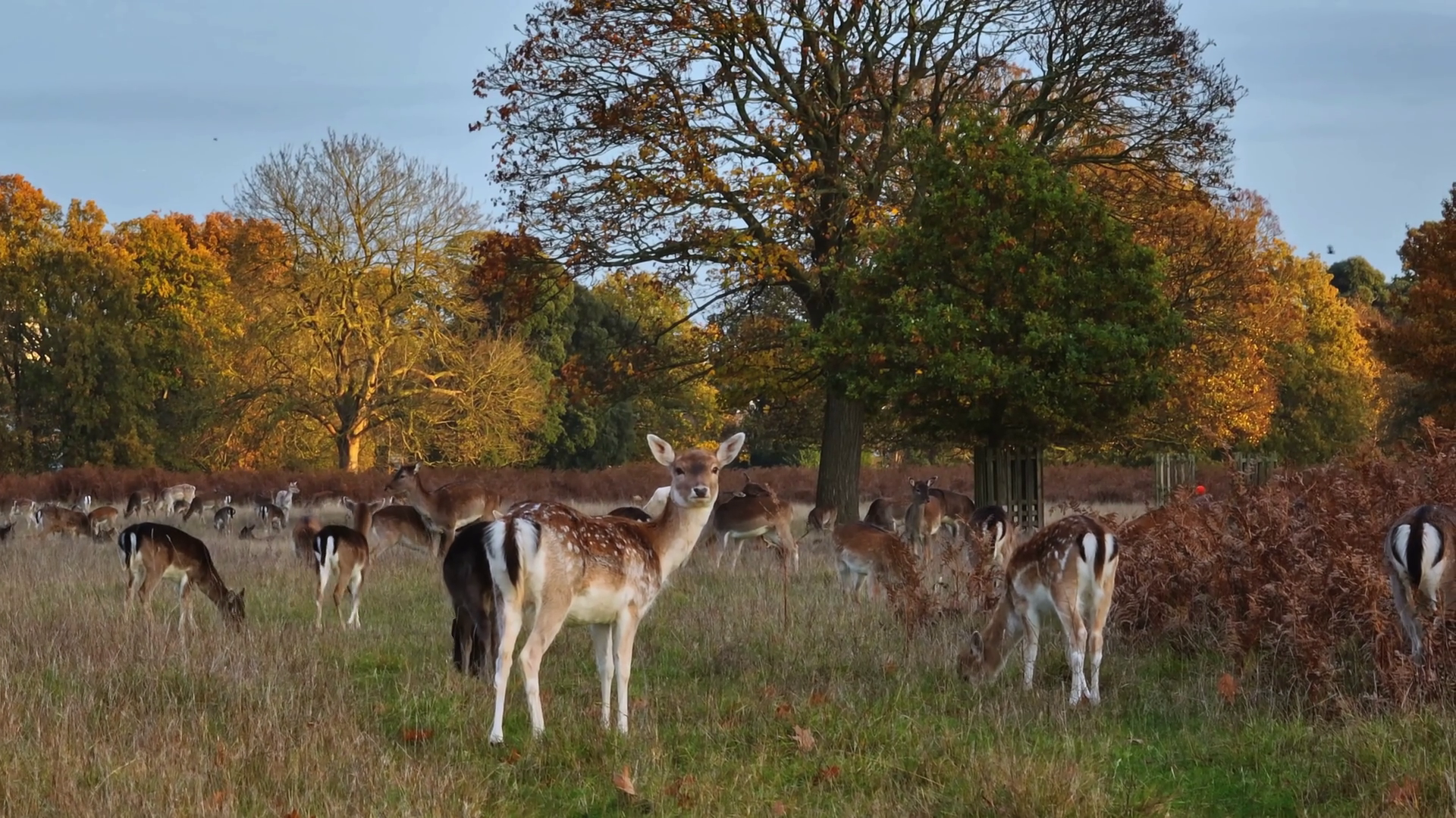 Fallow Deer Wild Animals Nature Landscape Stock Footage SBV-352954886 ...