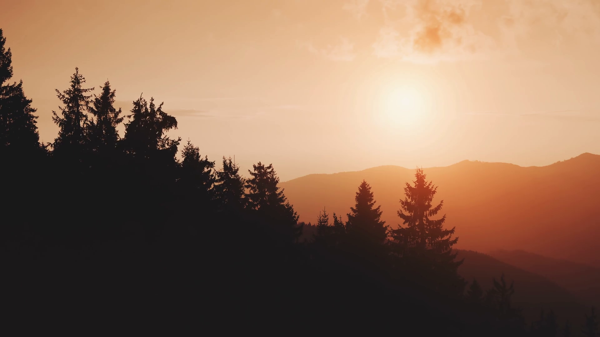 Orange Sunset Over Pine Tree Forest Stock Footage SBV-347773539 ...