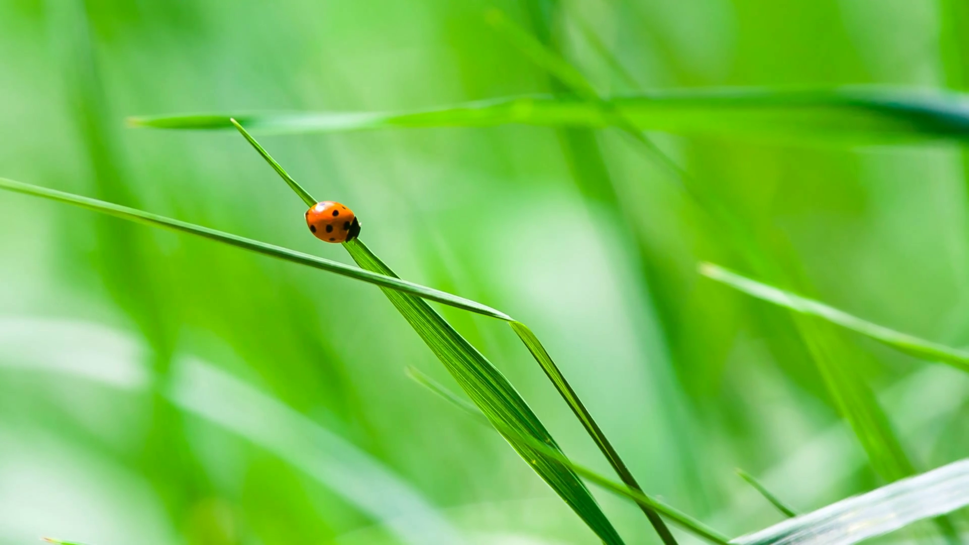 Small Red Spotted Ladybug Ladybird Sitting Stock Footage SBV-348050533 ...
