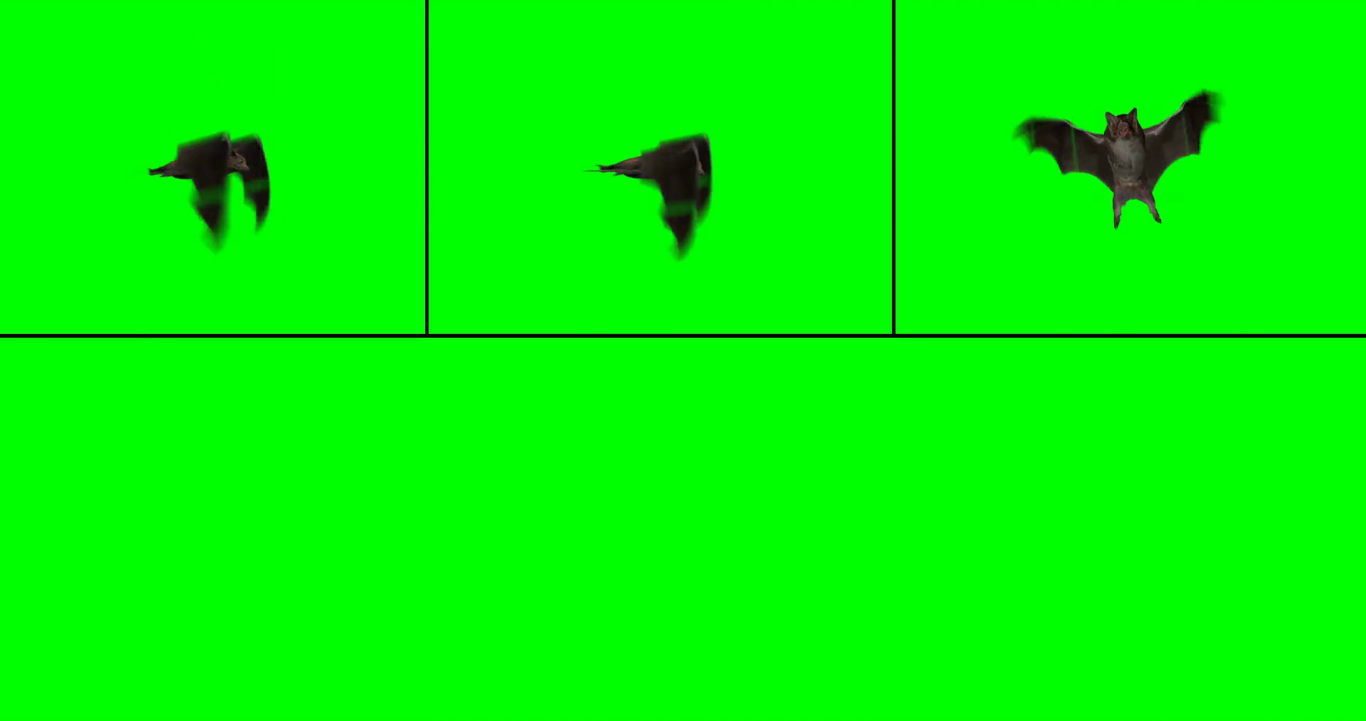 Colony Of Flying Bats On Green Background Stock Motion Graphics SBV ...