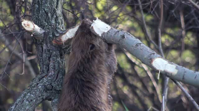Beaver Tail Stock Footage: Royalty-Free Video Clips - Storyblocks