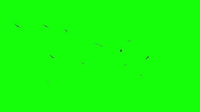 Bird Alpha | Nature motion backgrounds - Storyblocks