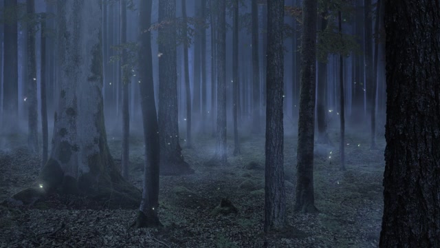 Dark Forest At Night | Effects and Overlays motion backgrounds ...
