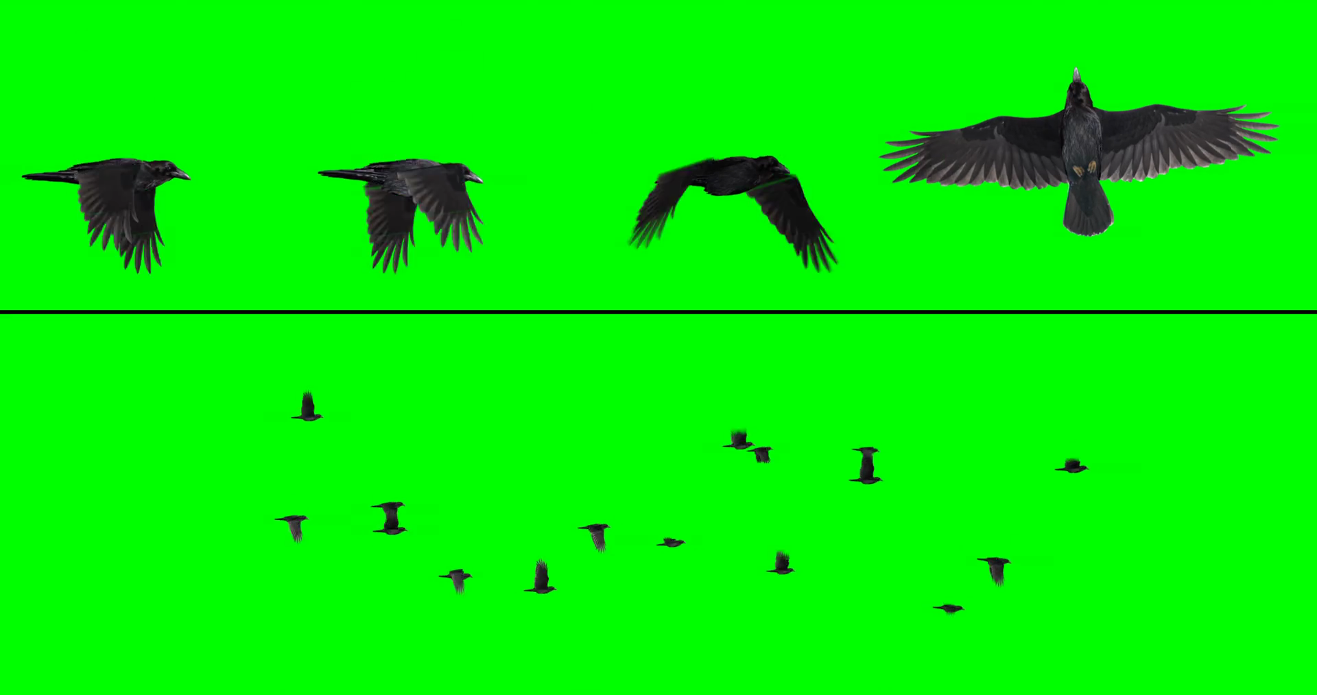 Flock Of 16 Crows Ravens On Green Background Stock Motion Graphics SBV ...