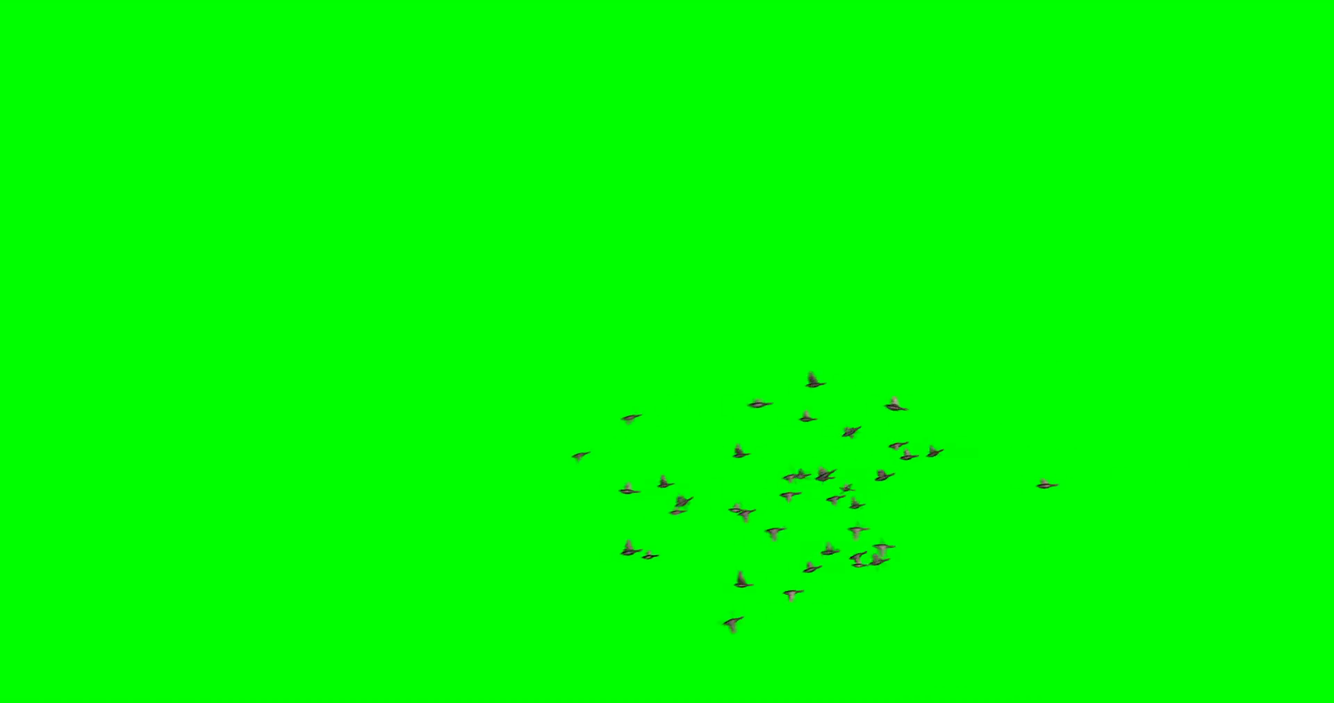 A Flock Of Birds (sparrows) Flying Together Stock Motion Graphics SBV ...