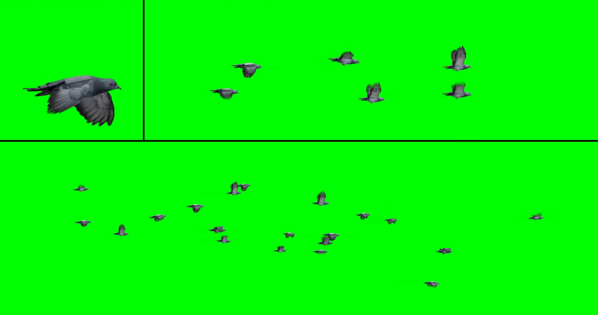 Flock Of Pigeons In Flight Compositing Onto Stock Motion Graphics SBV ... Flock Of Pigeons In Flight Compositing Onto Stock Motion Graphics SBV ...