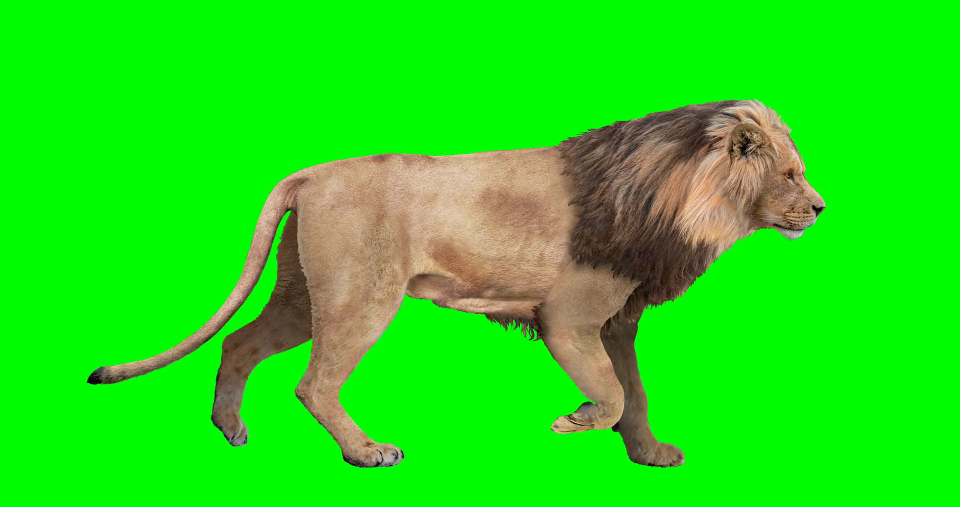 Lion Looping Gait Cycles Stock Motion Graphics SBV-338422102 - Storyblocks