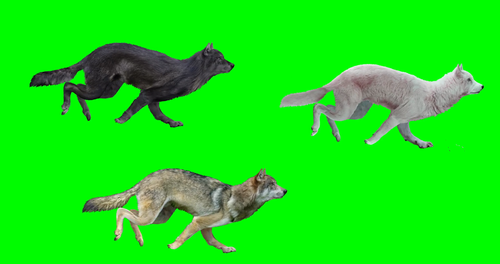Three Wolves Looping Gaits Stock Motion Graphics SBV-338422130 ...