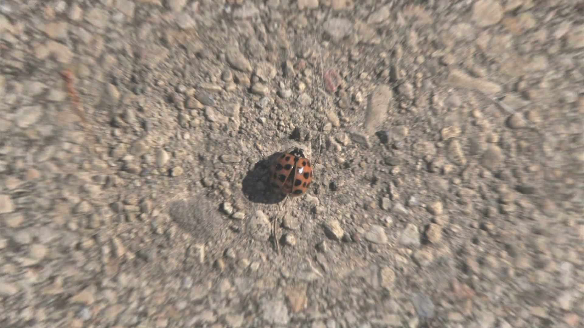 Zooming Out From Tiny Lady Bug To Rotating Stock Motion Graphics SBV ...