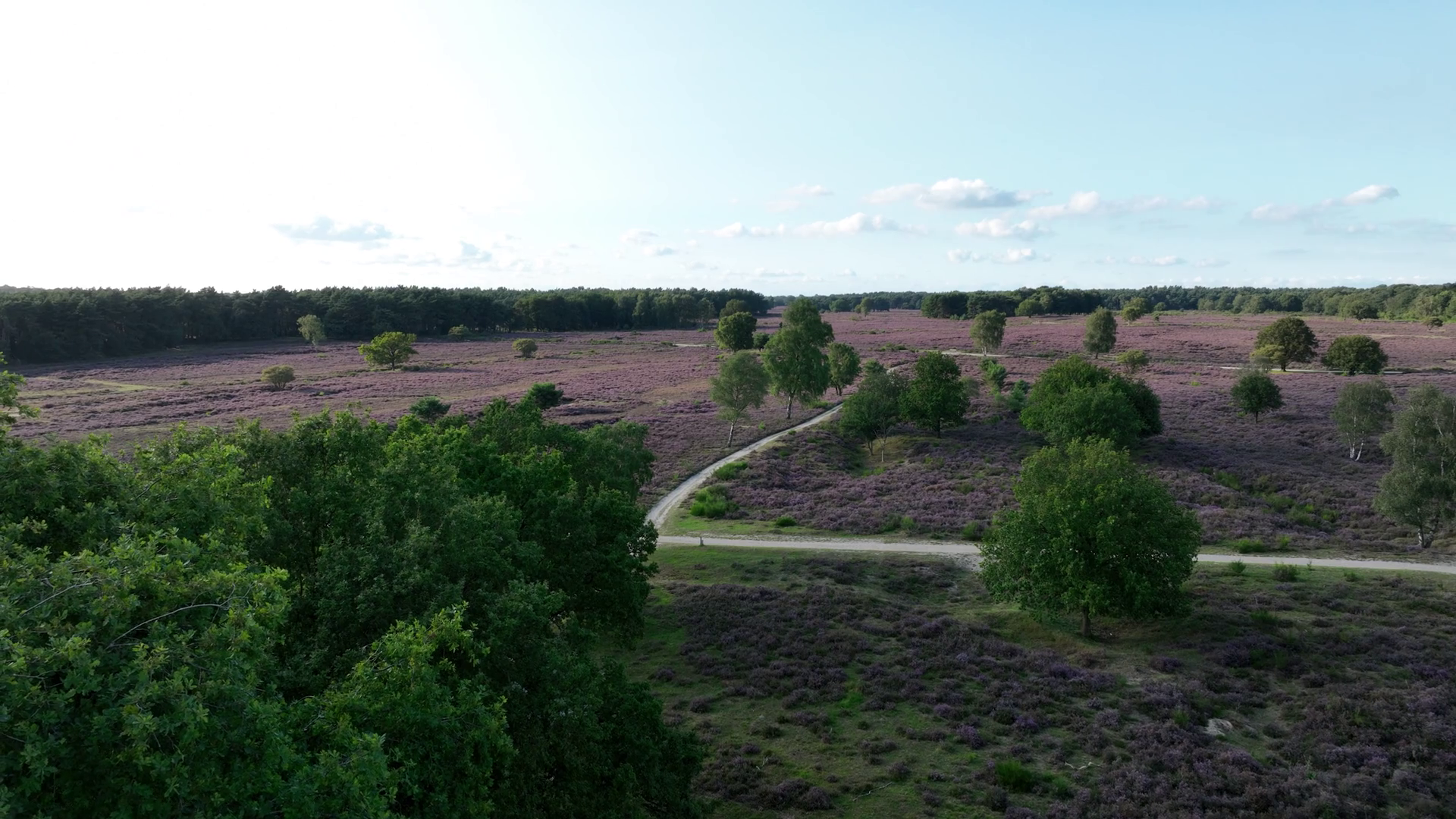 Heather Ground Nature Scene In Netherlands Stock Footage SBV-348744240 ...