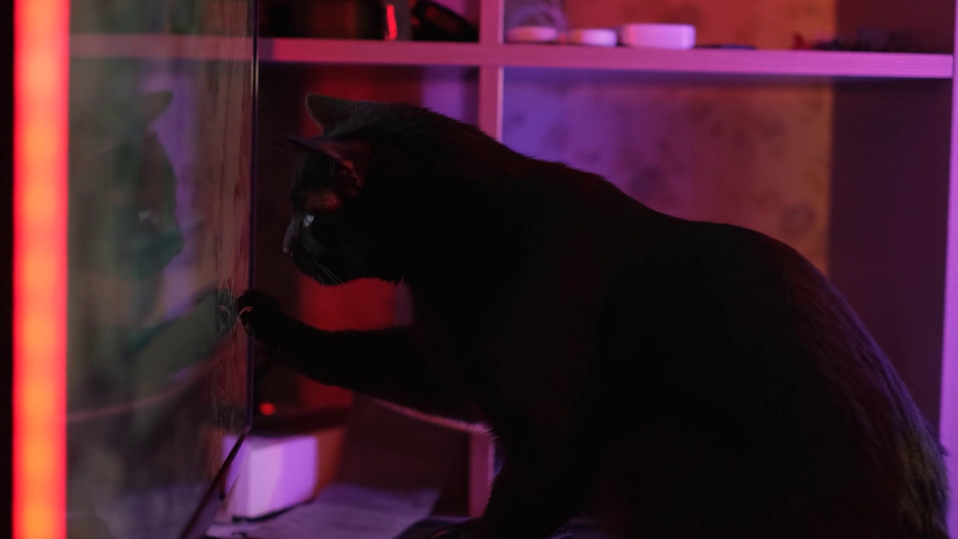 Funny Cat Rushes At Computer Monitor Close-up Stock Footage SBV ...